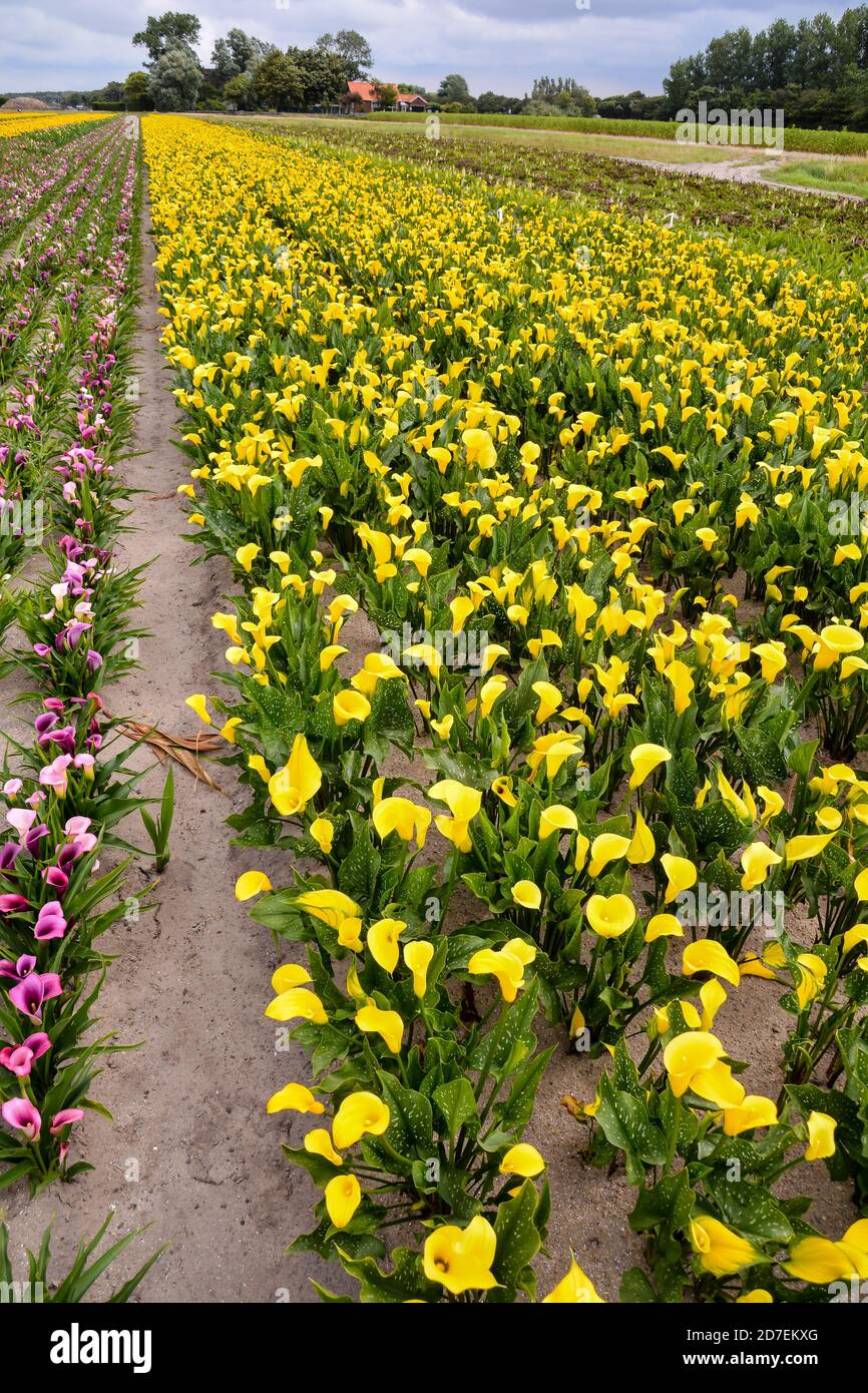 Calla garden field cultivation Stock Photo - Alamy