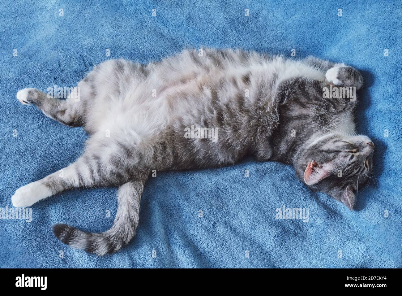 Cat Sleeping On Back