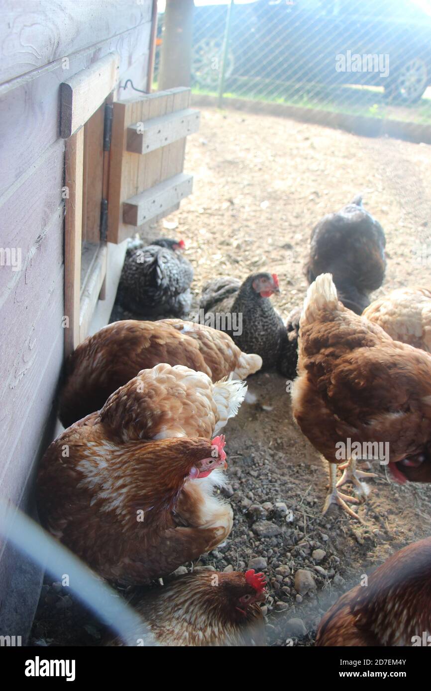 Farm hens in yard. Selective focus. natural farming concept Stock Photo ...