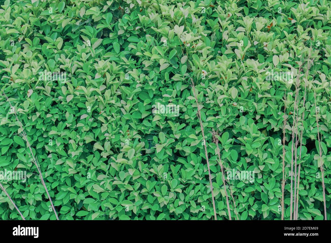 Wall of leaves, texture. Background green Bush, close up. Leaves and ...