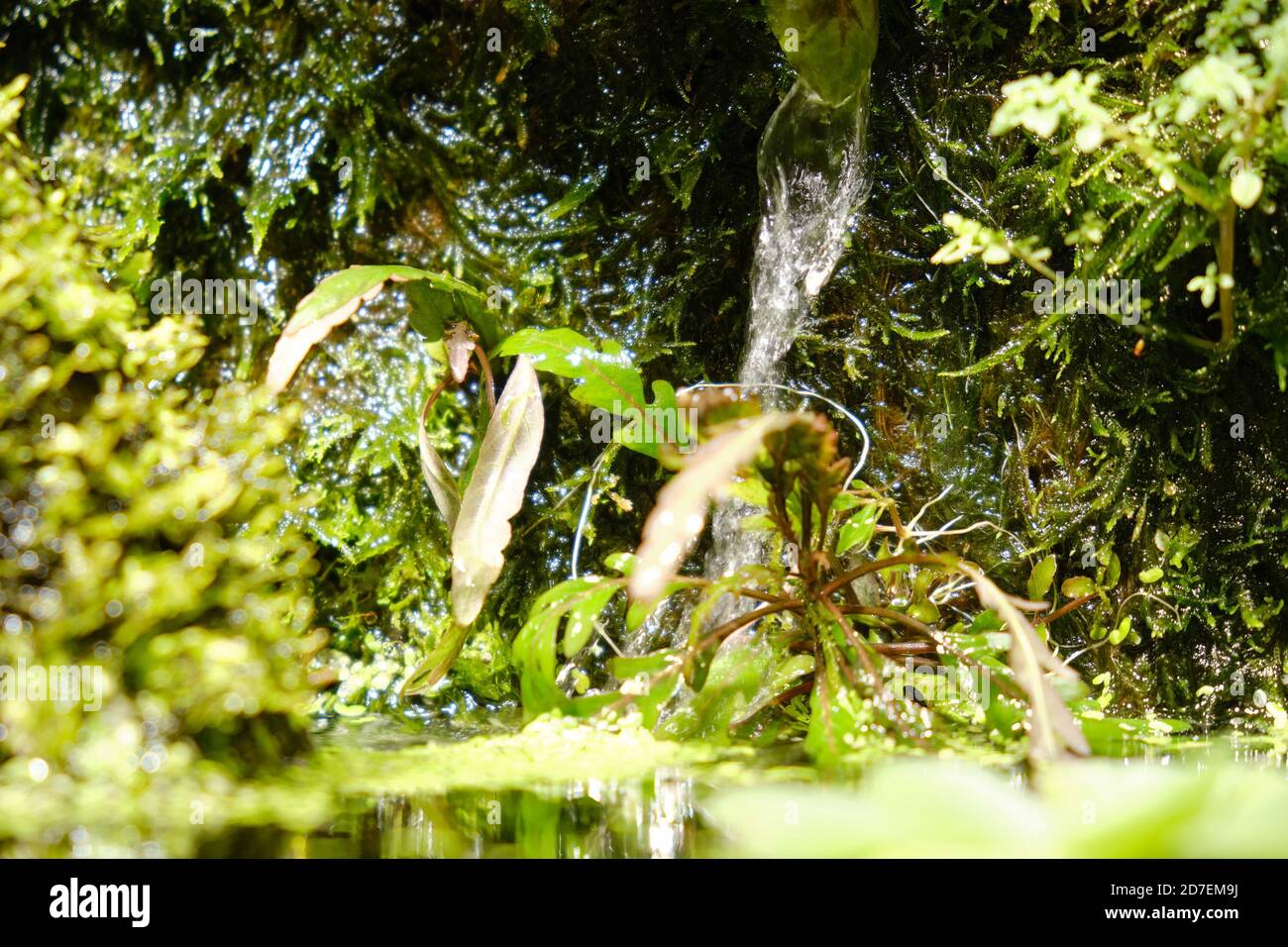 Florarium is a composition of living plants in water. The glass ...