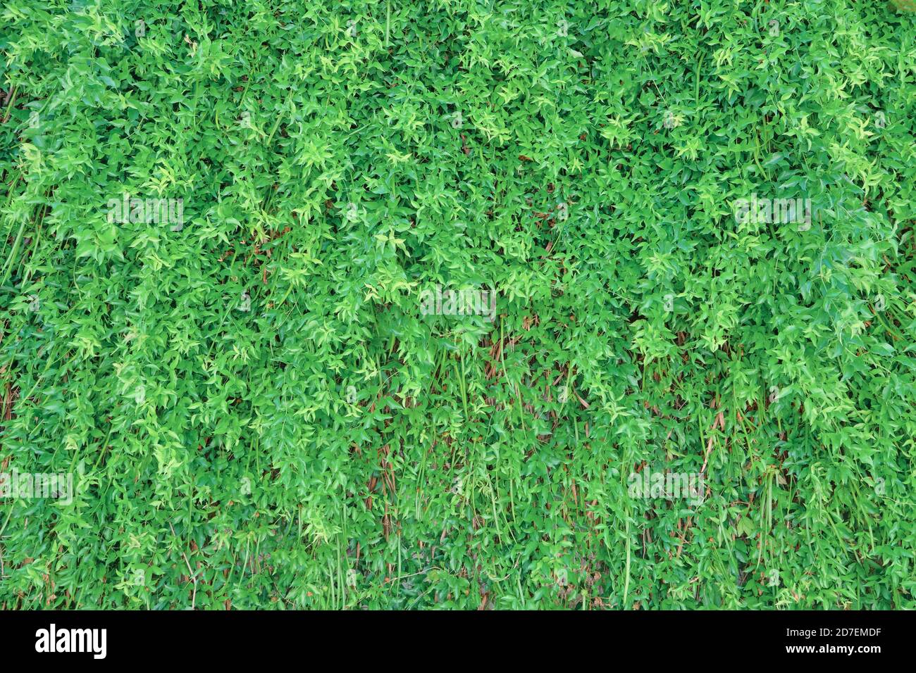 Background green Bush. Wall of leaves, texture. Leave and branches of ...