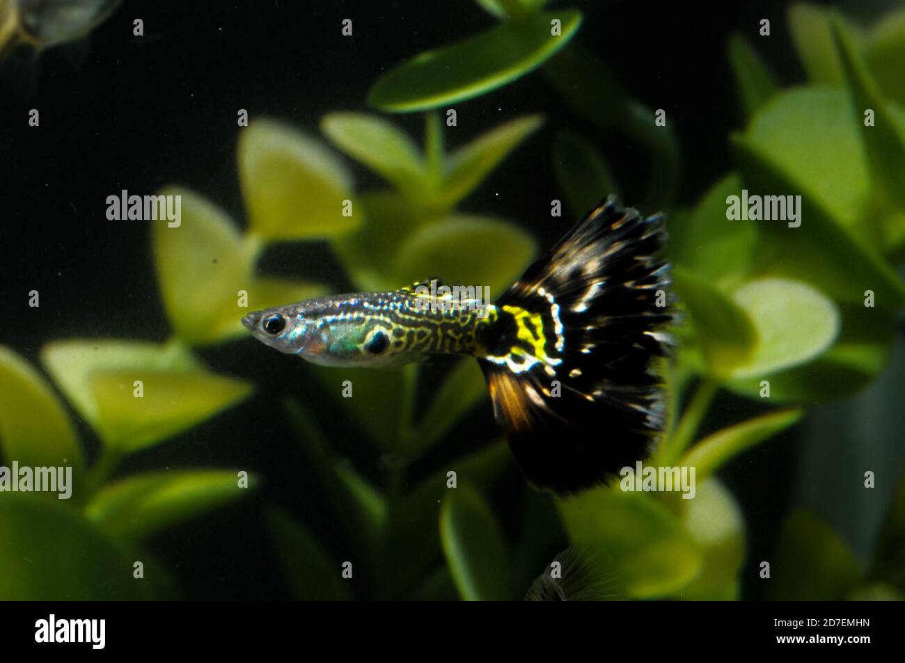 Guppy Multi Colored Fish Stock Photo - Alamy