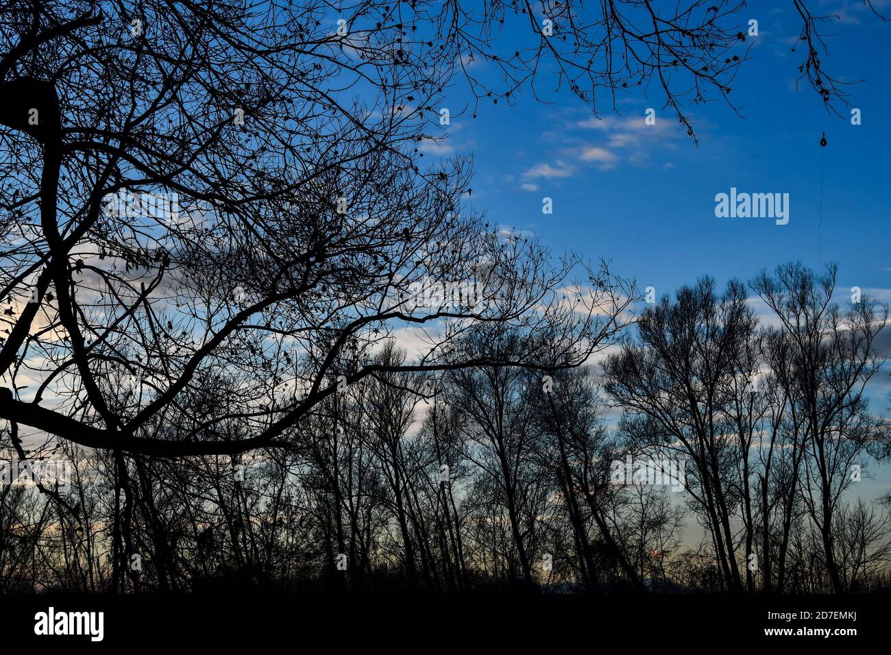 trees and blue sky, photo as a background Stock Photo - Alamy