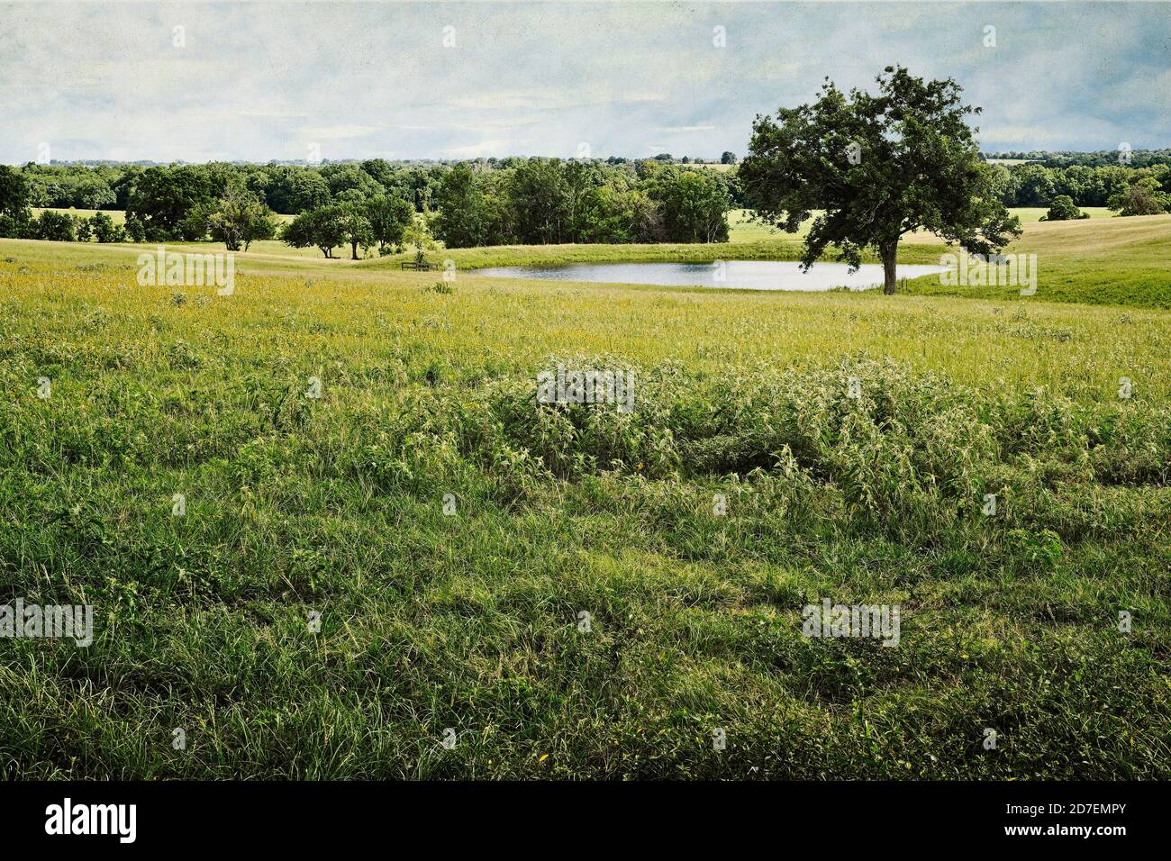 Texas Hill Country stock pond with overhanging oak tree located on ...