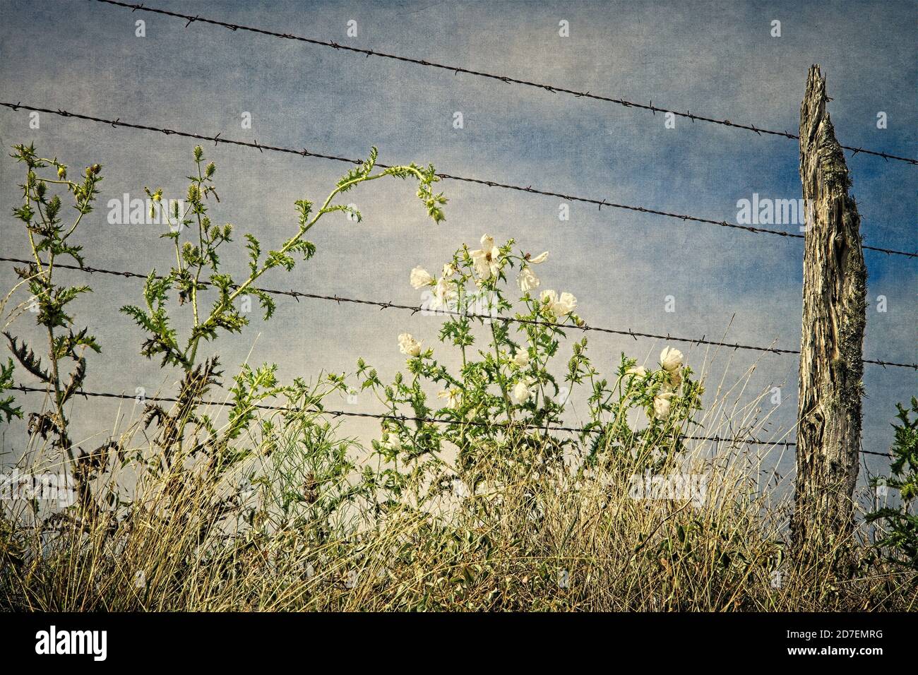 Texas barbed wire fence and post with flowering weeds growing next to ...