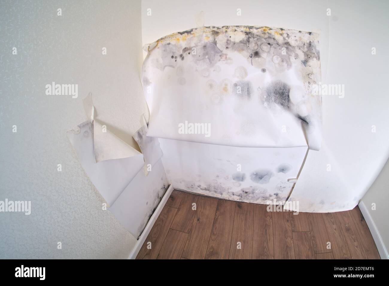 Mold on wallpaper in rooms after renovation due to moisture Stock Photo ...