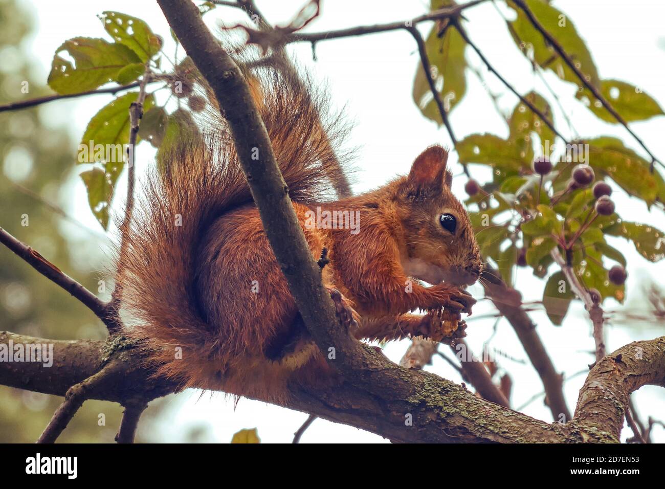 A squirrel eats a nut while sitting on a tree branch Stock Photo - Alamy