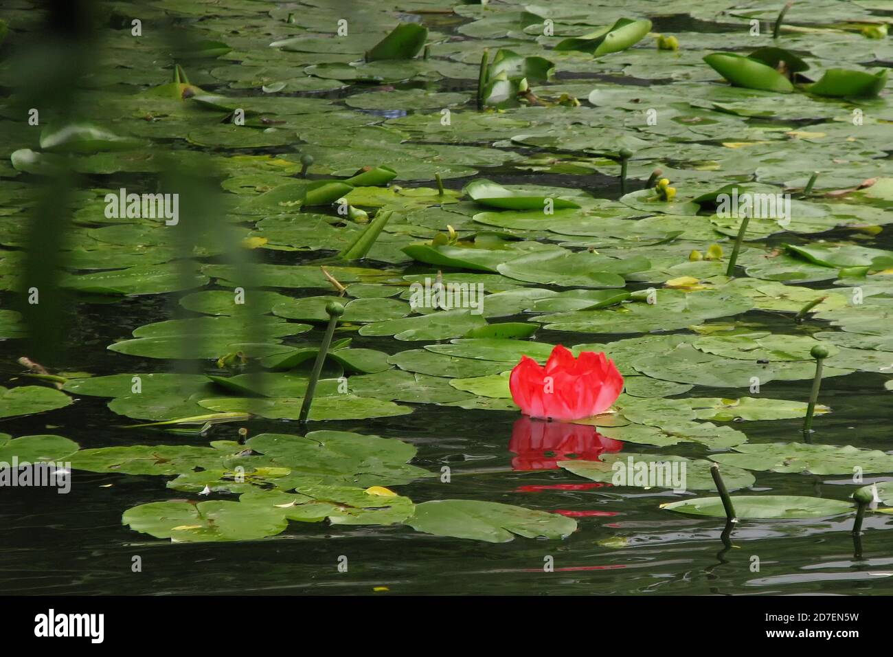Red flower on the lake. Beautiful flowering aquatic plant. Big red ...