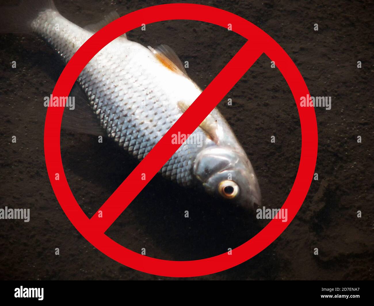 Dead fish due to water pollution hi-res stock photography and images ...