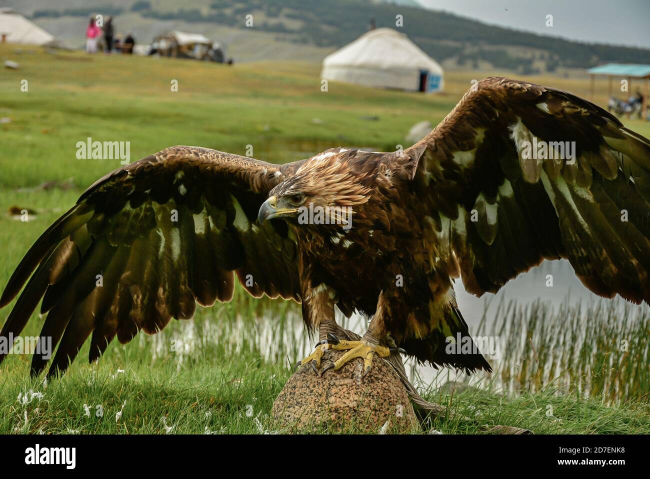 The Golden eagle flapping wings in Summer pasture Stock Photo - Alamy