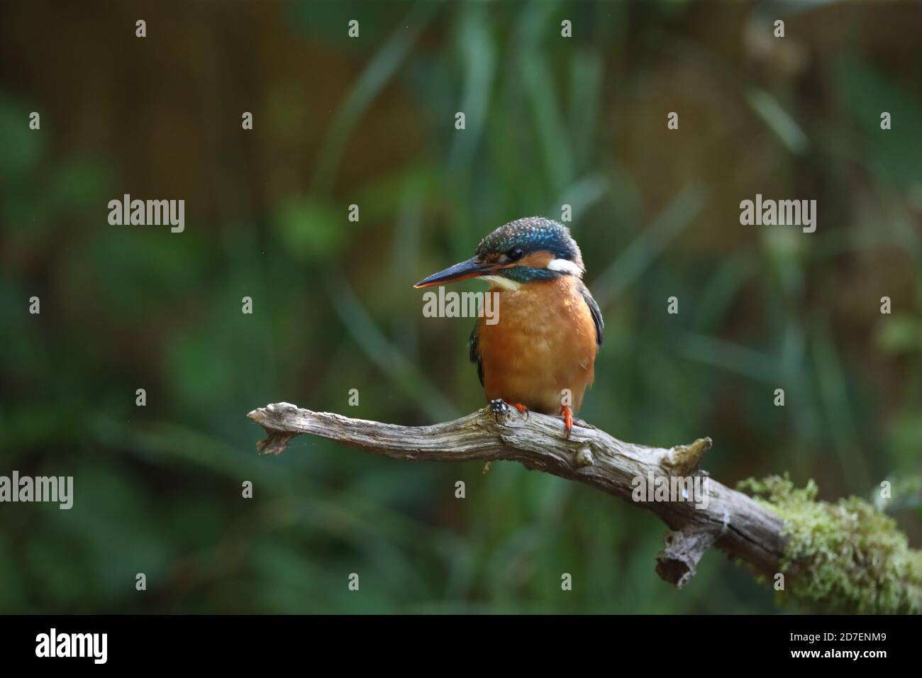 Common Kingfisher (Alcedo atthis), Eurasian kingfisher Stock Photo - Alamy