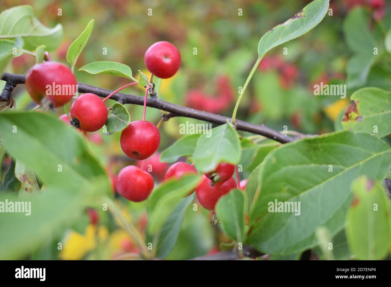 Closeup shot of small red berries on the tree Stock Photo - Alamy