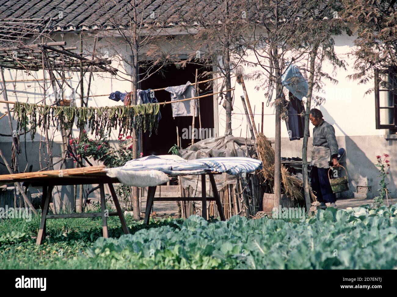 house with vegetable patch, Hung-Chiao commune, China, 1980 Stock Photo ...
