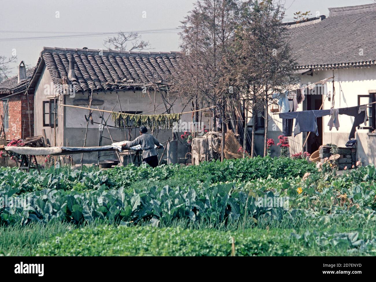 Shanghai china 1970s 70s hi-res stock photography and images - Alamy