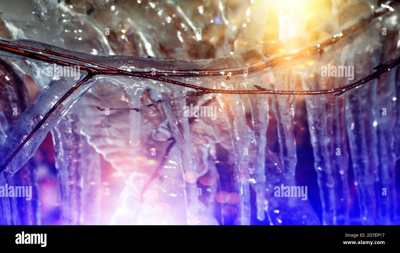 icicles on branches light plays. icing of the tree frosts the onset of ...