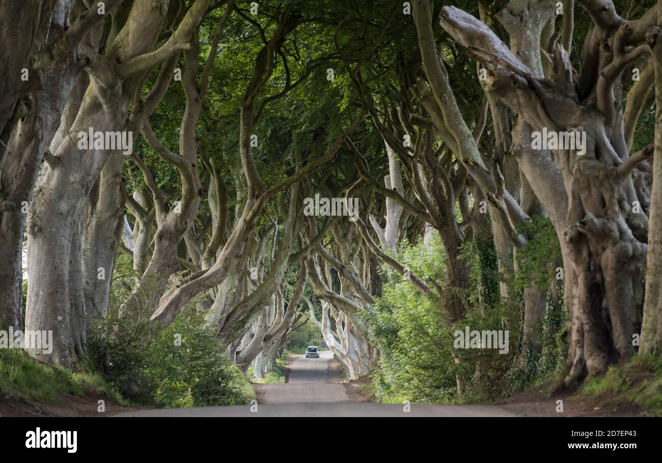 Autumn trees ireland hi-res stock photography and images - Alamy