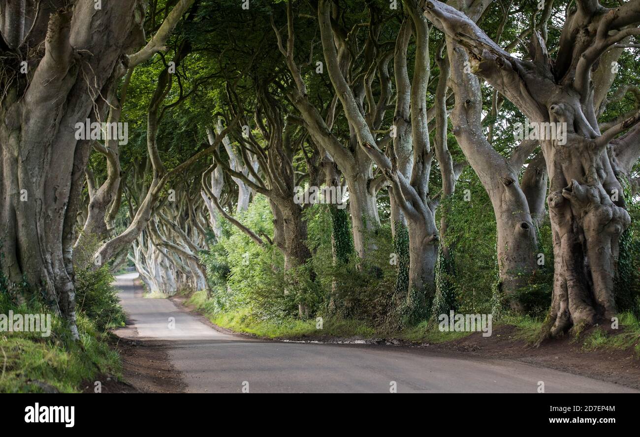 Dark forest ireland hi-res stock photography and images - Alamy