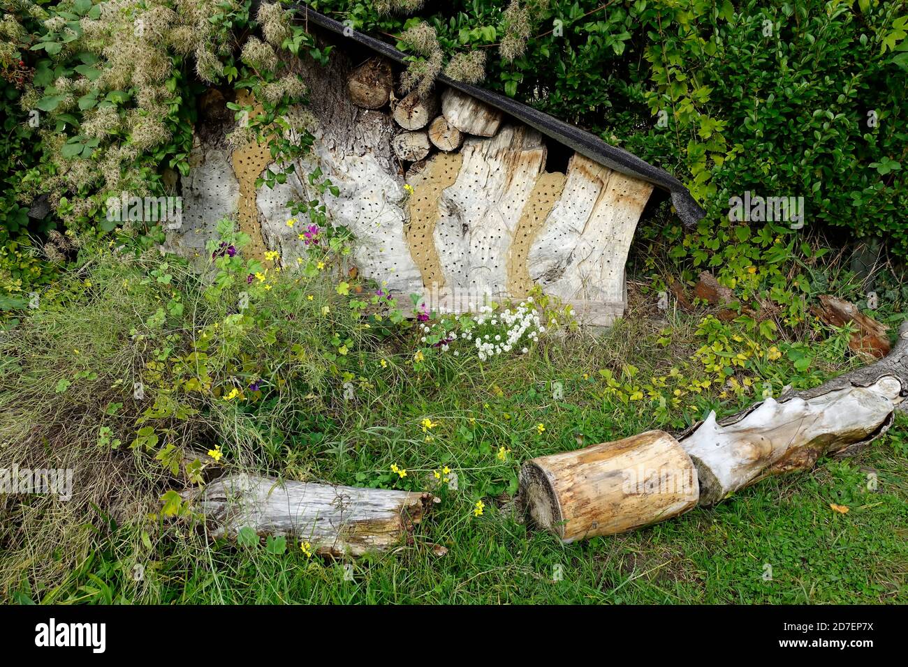 Wintering Help Insects High Resolution Stock Photography and Images - Alamy