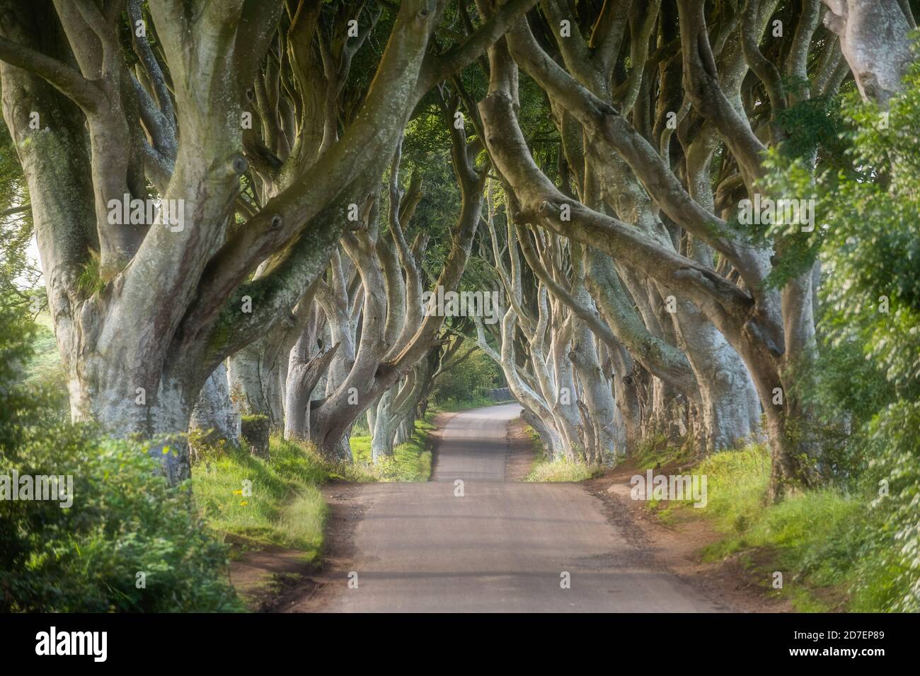 Autumn trees ireland hi-res stock photography and images - Alamy