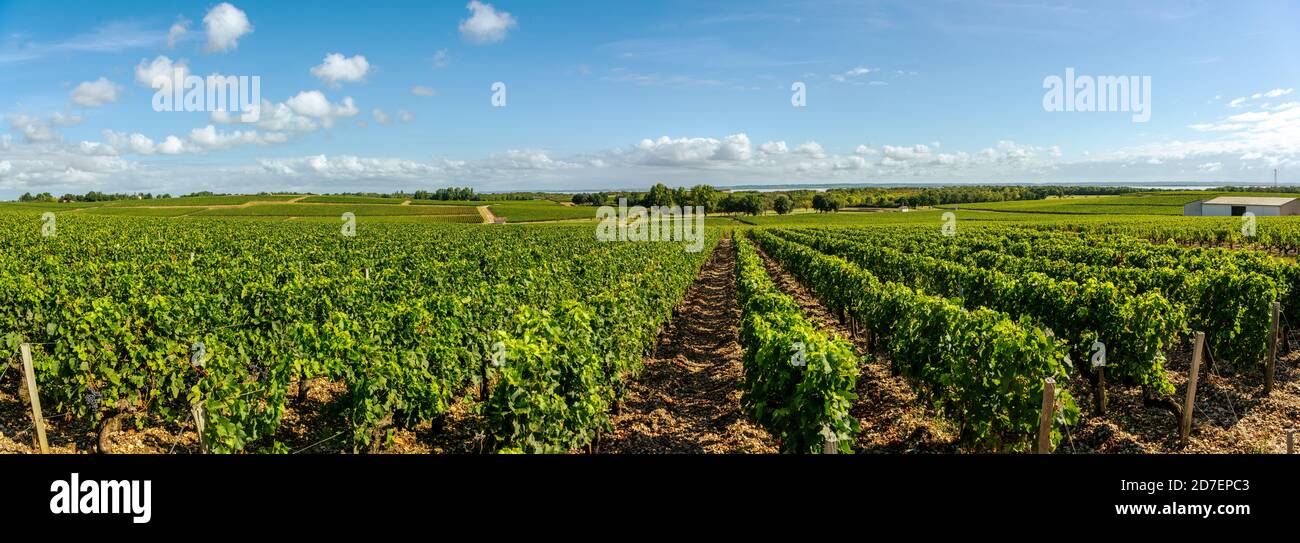Medoc wine region hi-res stock photography and images - Alamy