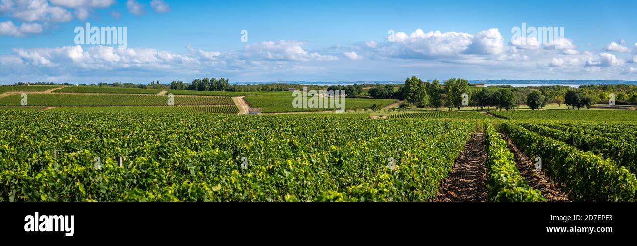 Medoc Vineyard, Medoc wine region, Nouvelle-Aquitaine, France Stock ...