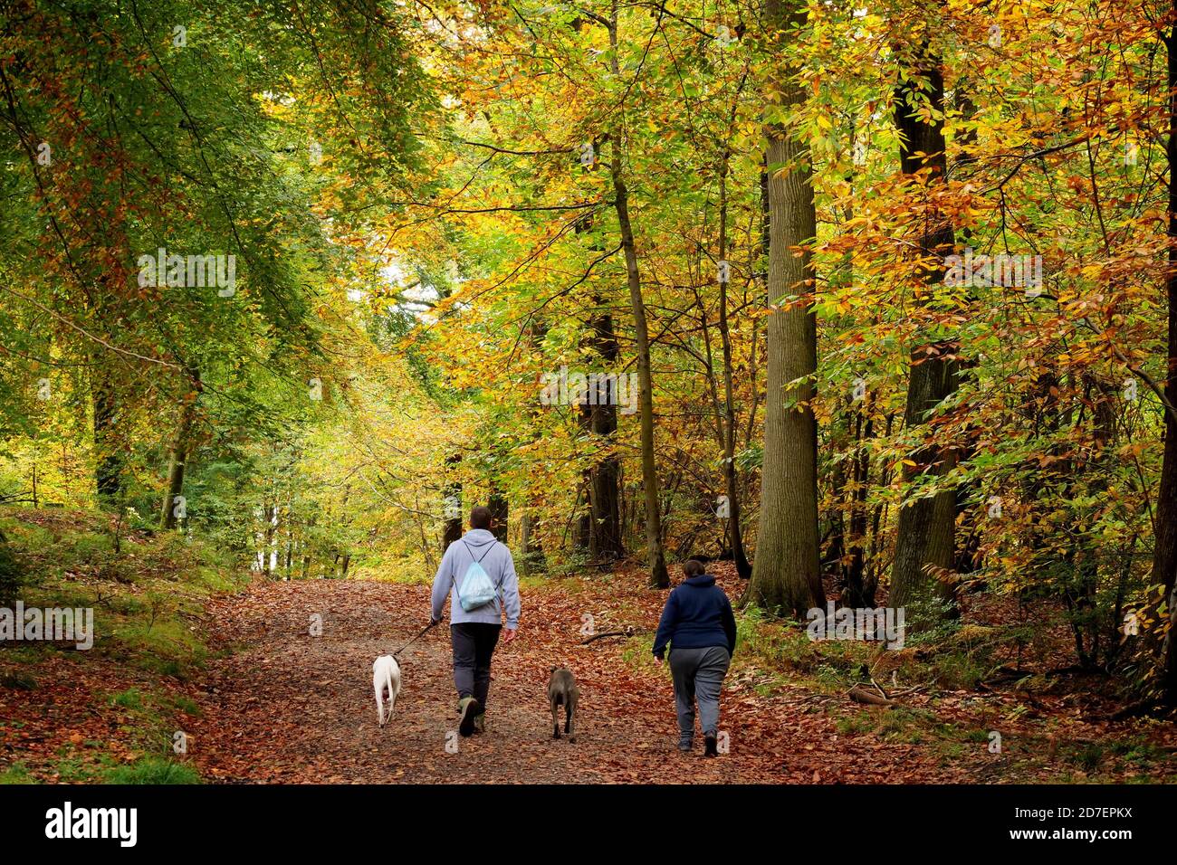 Forestry england beechenhurst forest hi-res stock photography and ...