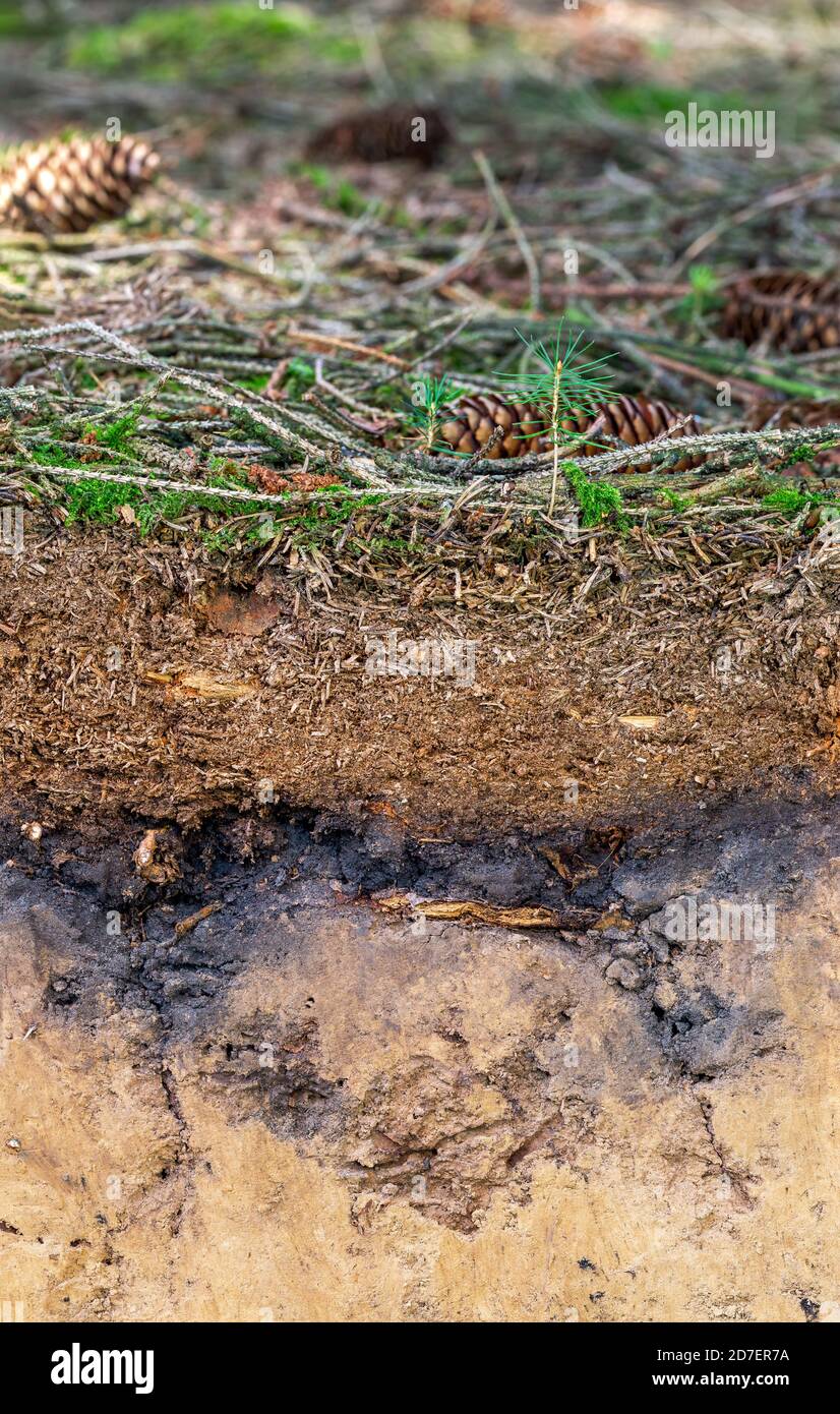Organic layer and topsoil of a Luvisol in a spruce forest Stock Photo ...