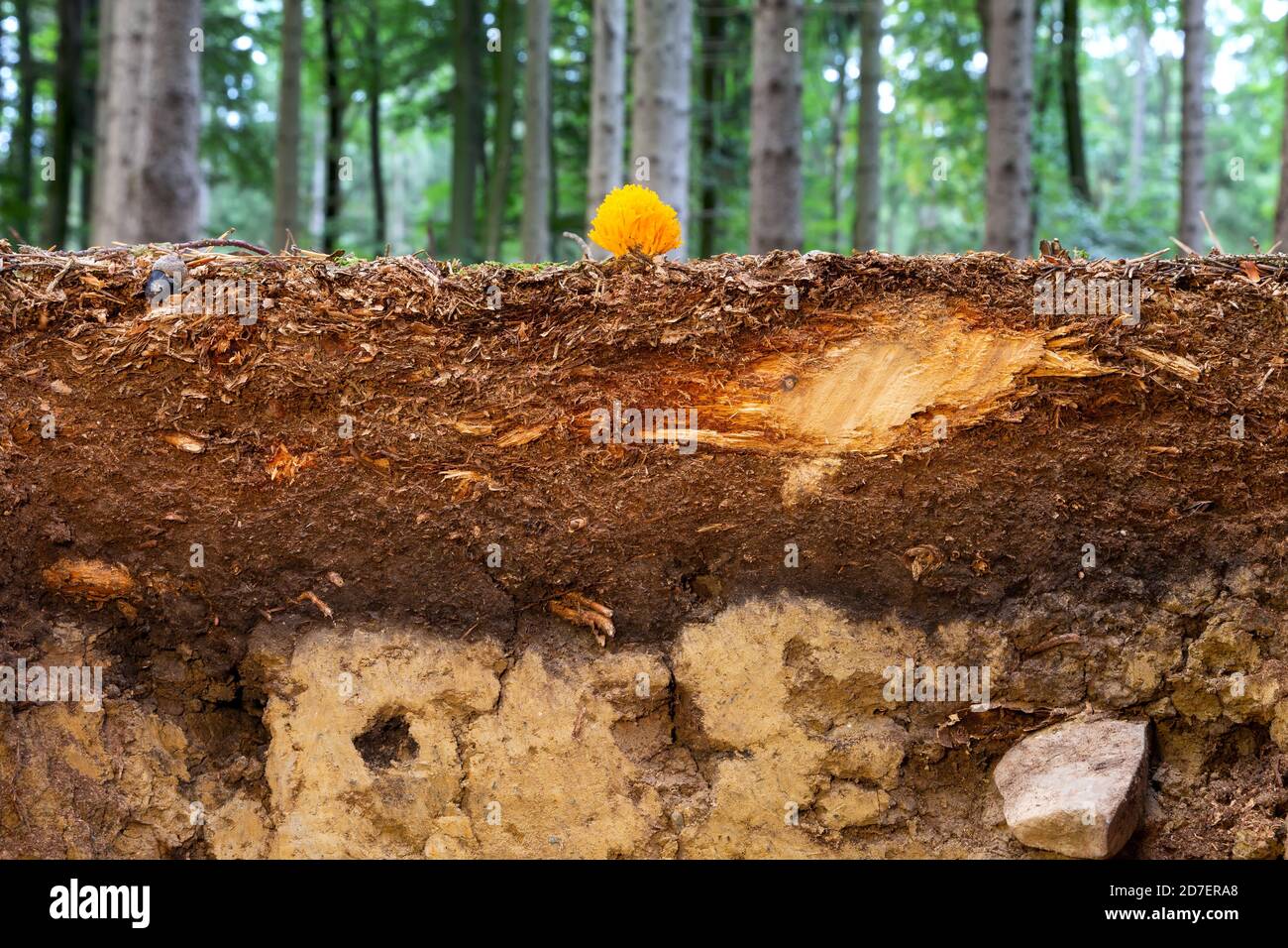 Organic layer and topsoil of a Vertisol in a spruce forest with ...