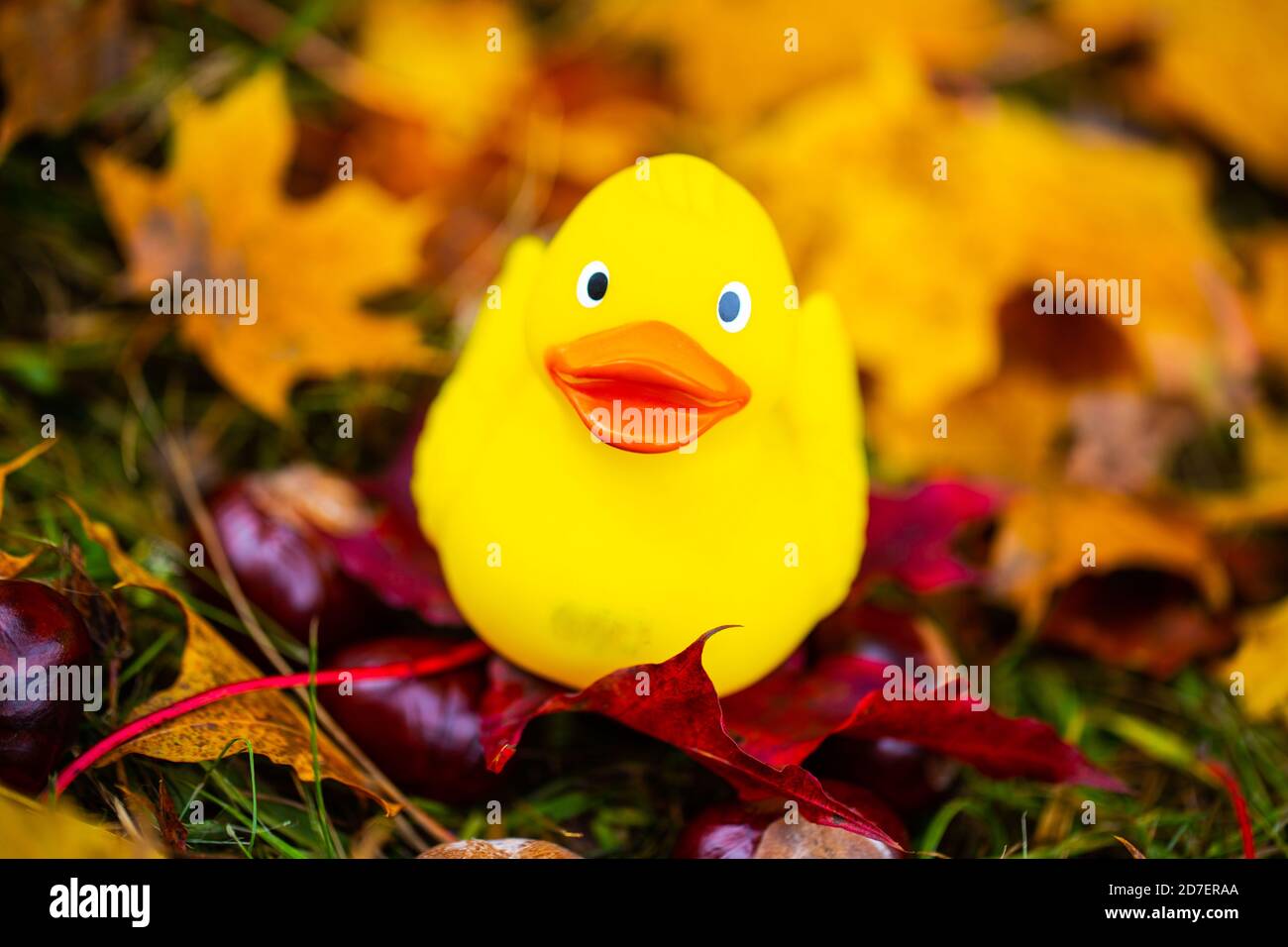 Rubber duck in the leaves, autumn, background Stock Photo - Alamy