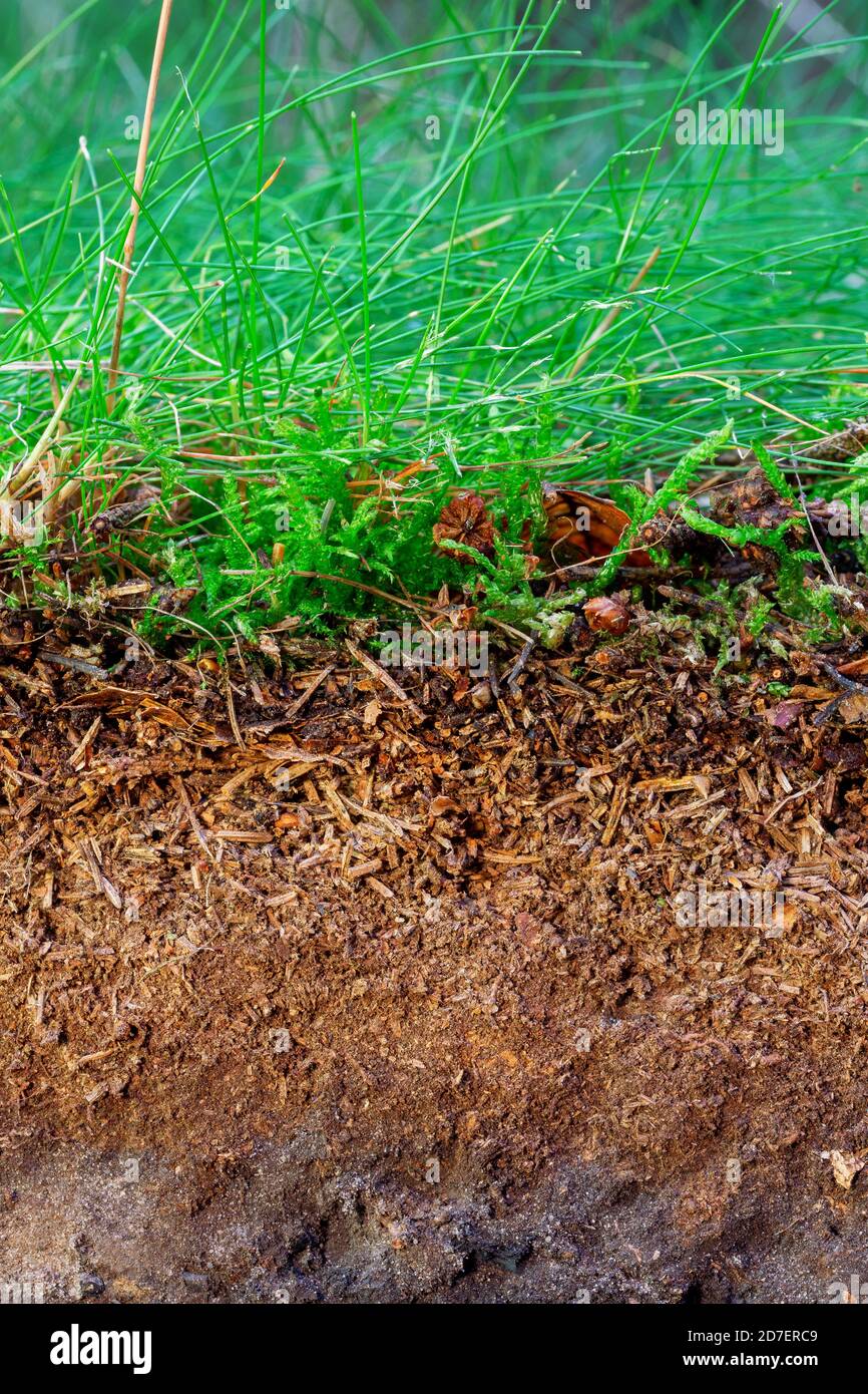 Organic layer and topsoil of a Vertisol in a spruce forest Stock Photo ...