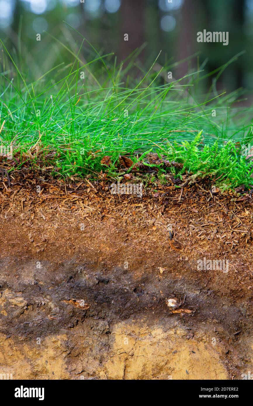 Podzol soil hi-res stock photography and images - Alamy