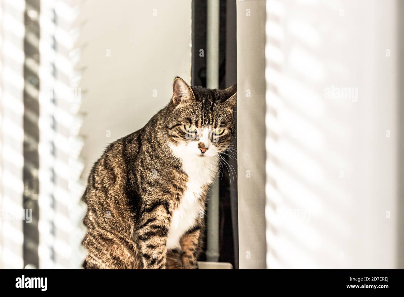 Cat depression hi-res stock photography and images - Alamy