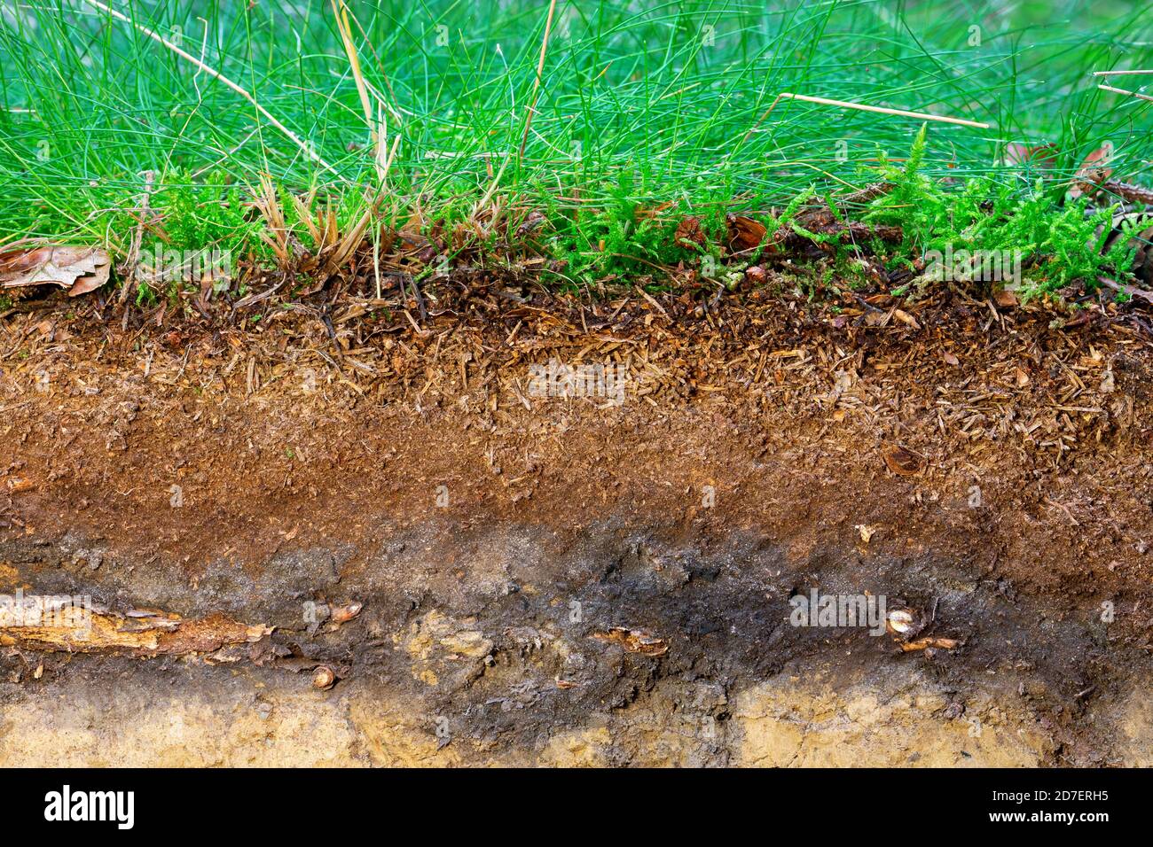 Organic layer and topsoil of a Vertisol in a spruce forest Stock Photo ...