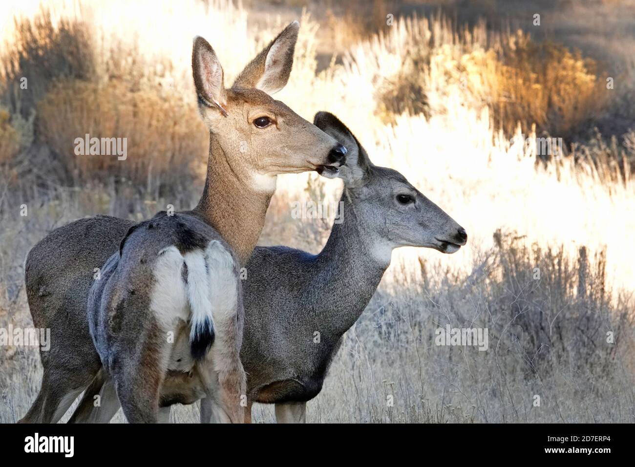 Bend ears hi-res stock photography and images - Alamy