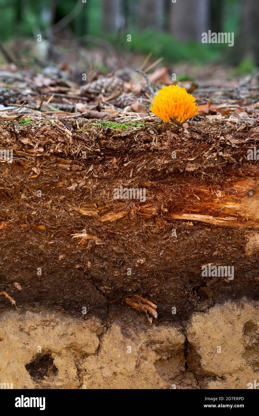 Vertisol hi-res stock photography and images - Alamy