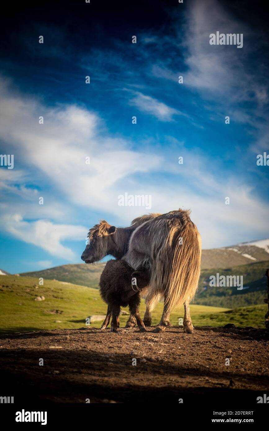 A mongolian yak feeding it Stock Photo - Alamy