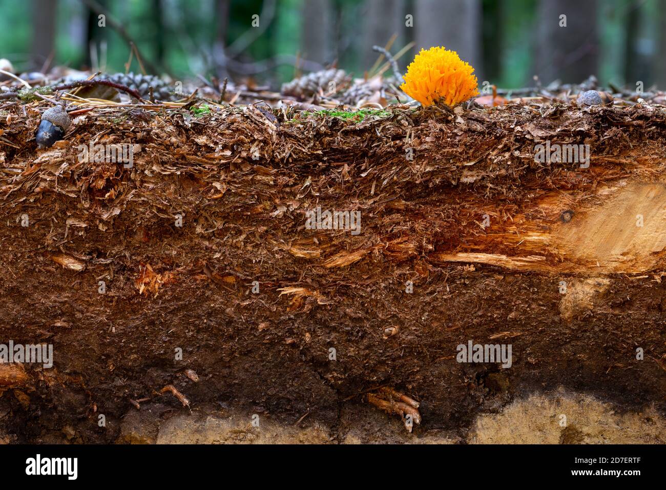 Clay soil humus hi-res stock photography and images - Alamy