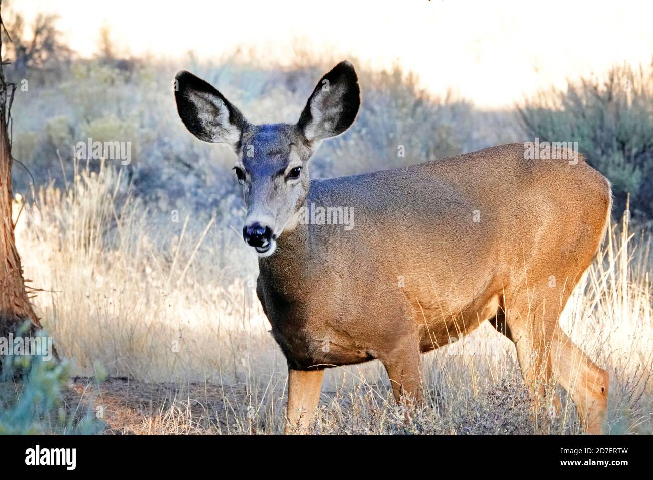 Oregon sage hi-res stock photography and images - Alamy