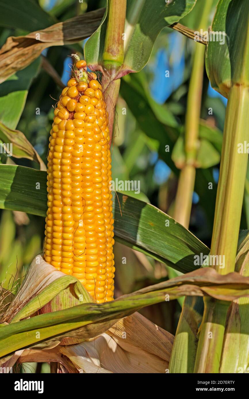 Ripe corn on the cob Stock Photo - Alamy