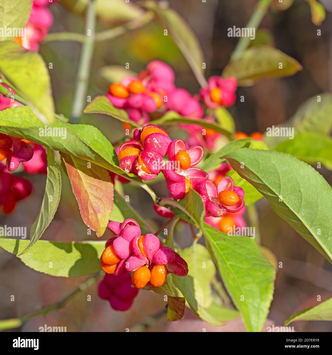 Fruits of Spindle shrub, Euonymus europaeus Stock Photo - Alamy