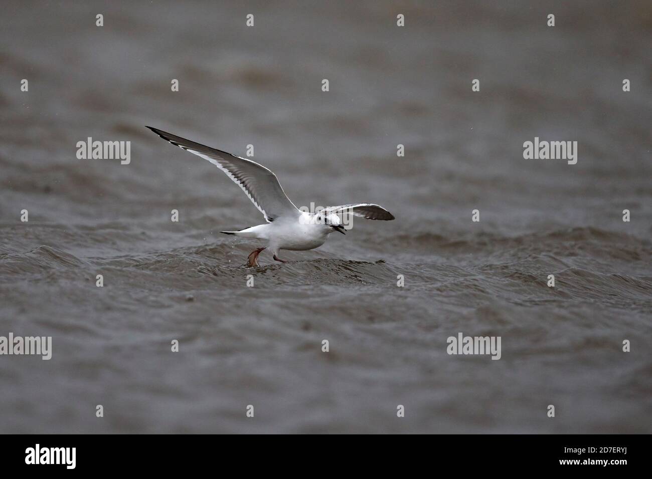 Little Gull Feeding High Resolution Stock Photography and Images - Alamy