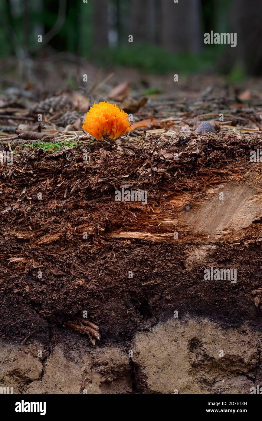 Vertisol hi-res stock photography and images - Alamy