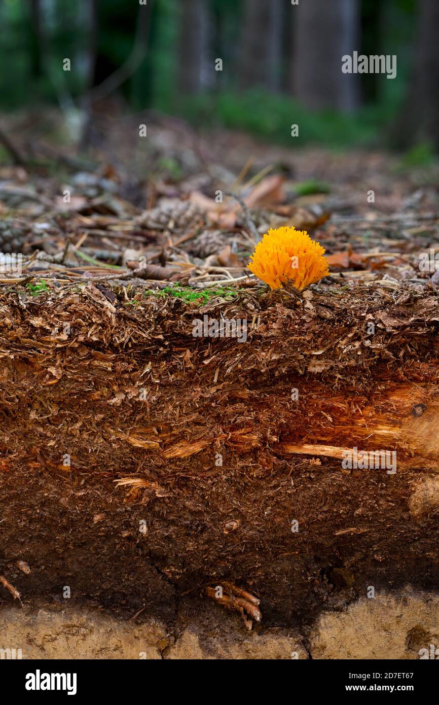 Vertisol hi-res stock photography and images - Alamy