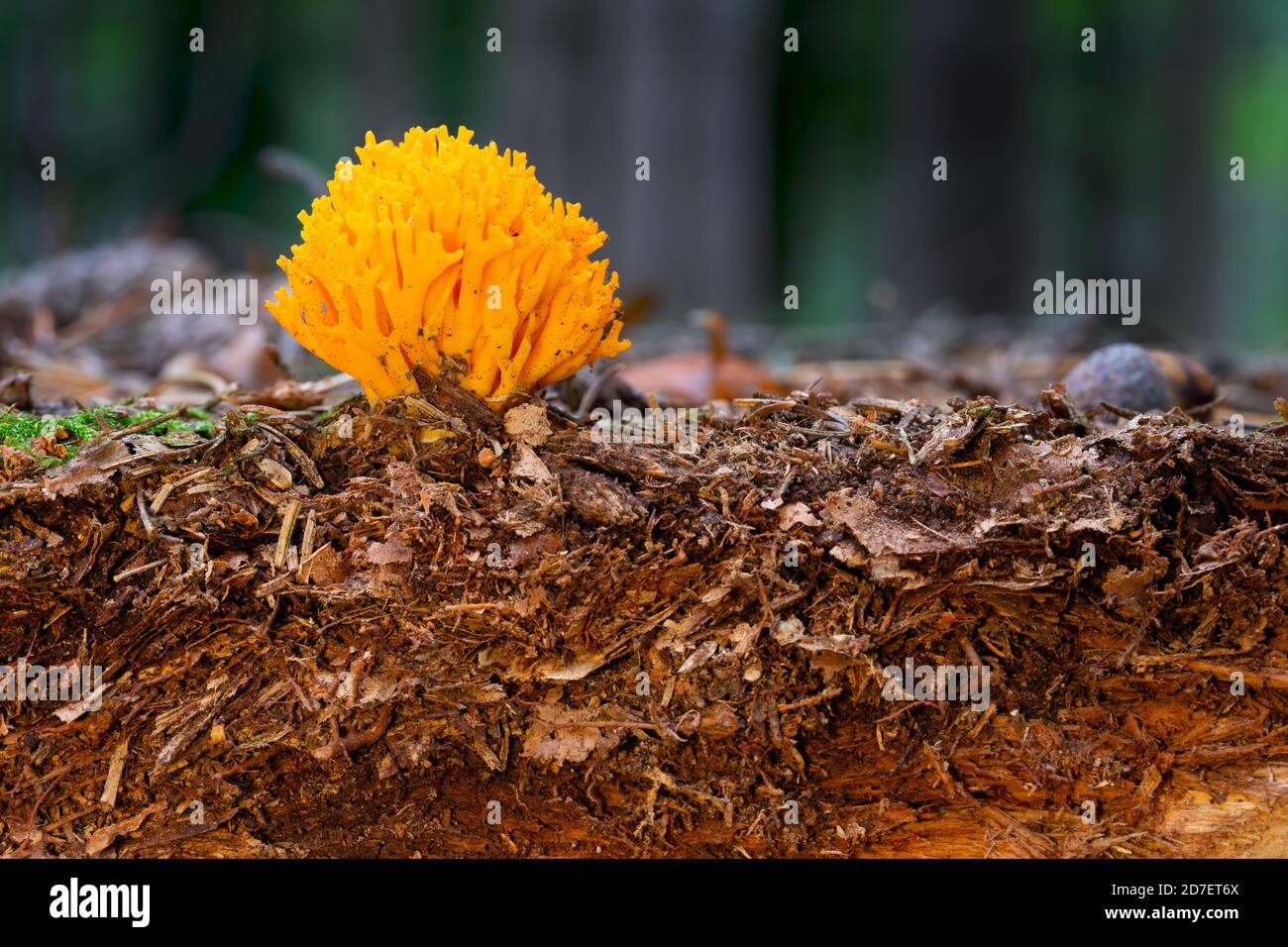 Vertisol hi-res stock photography and images - Alamy