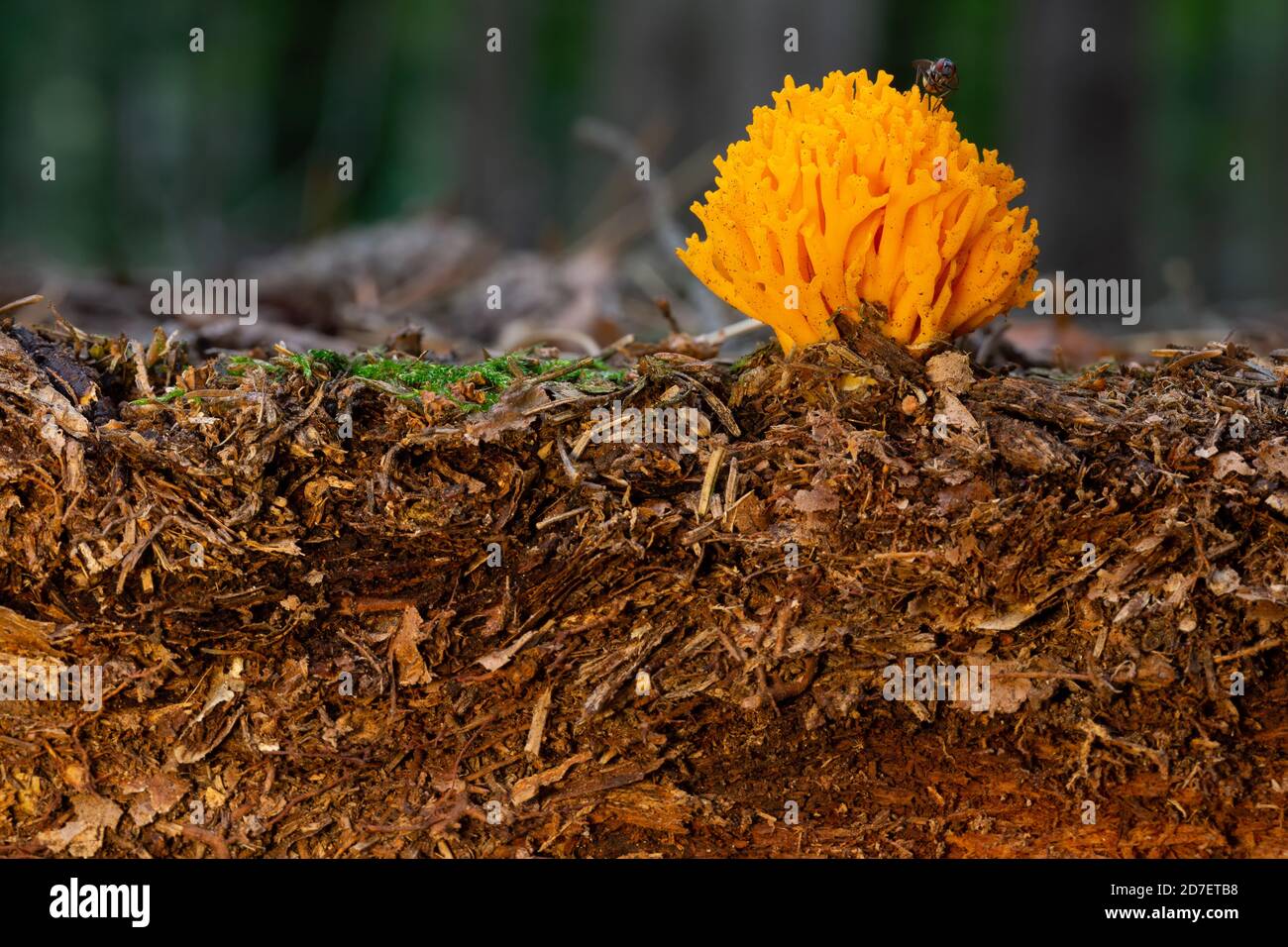 Vertisol hi-res stock photography and images - Alamy