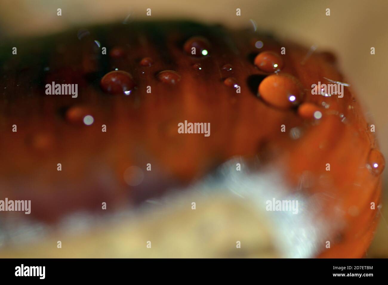 Chinkapins hi-res stock photography and images - Alamy