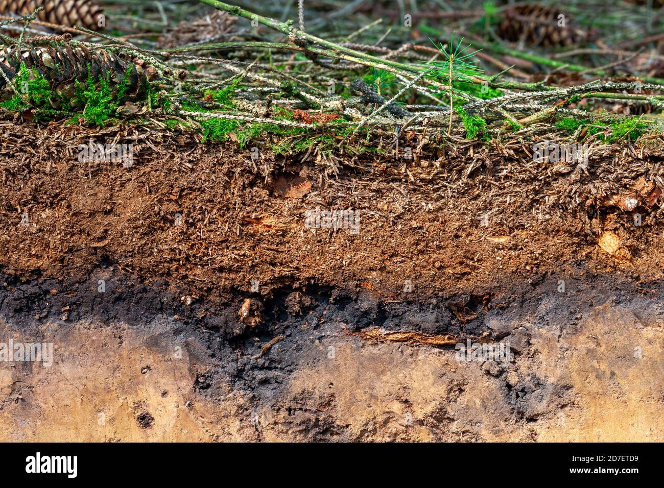 Organic layer and topsoil of a Luvisol in a spruce forest Stock Photo ...