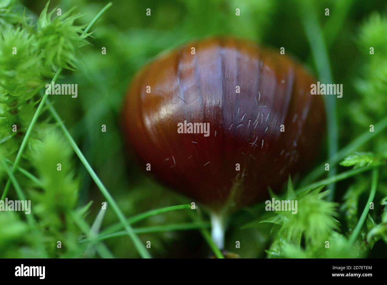 Chinkapins hi-res stock photography and images - Alamy