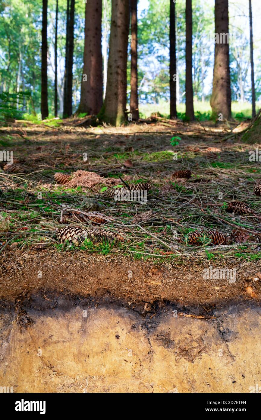 Podzol soil hi-res stock photography and images - Alamy